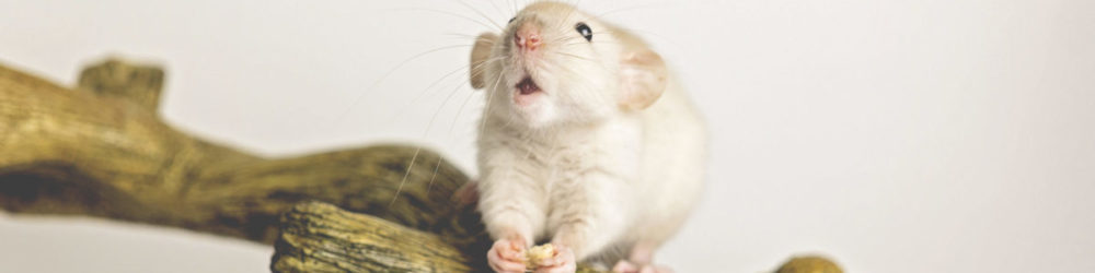 Welcome - The Kept Rat Rattery